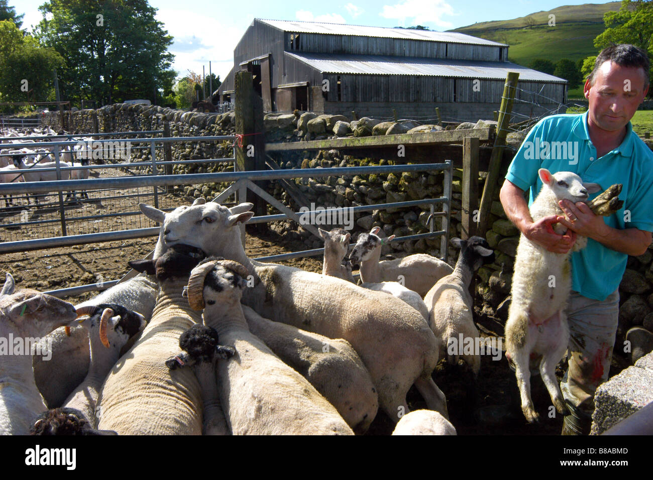 Farm marking hi-res stock photography and images - Alamy