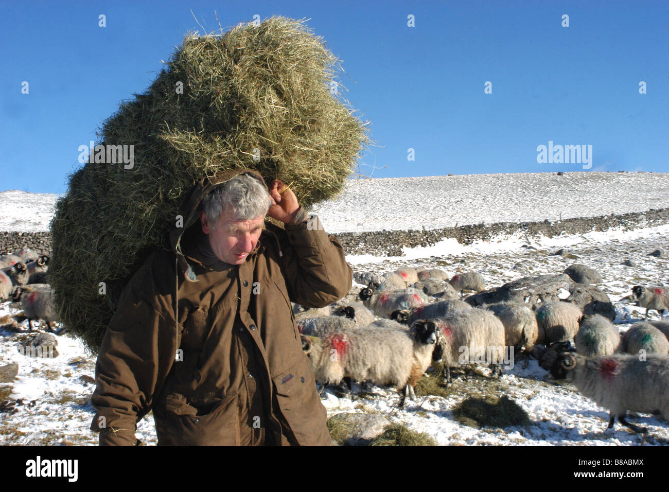Sheep farmer uk hi-res stock photography and images - Alamy