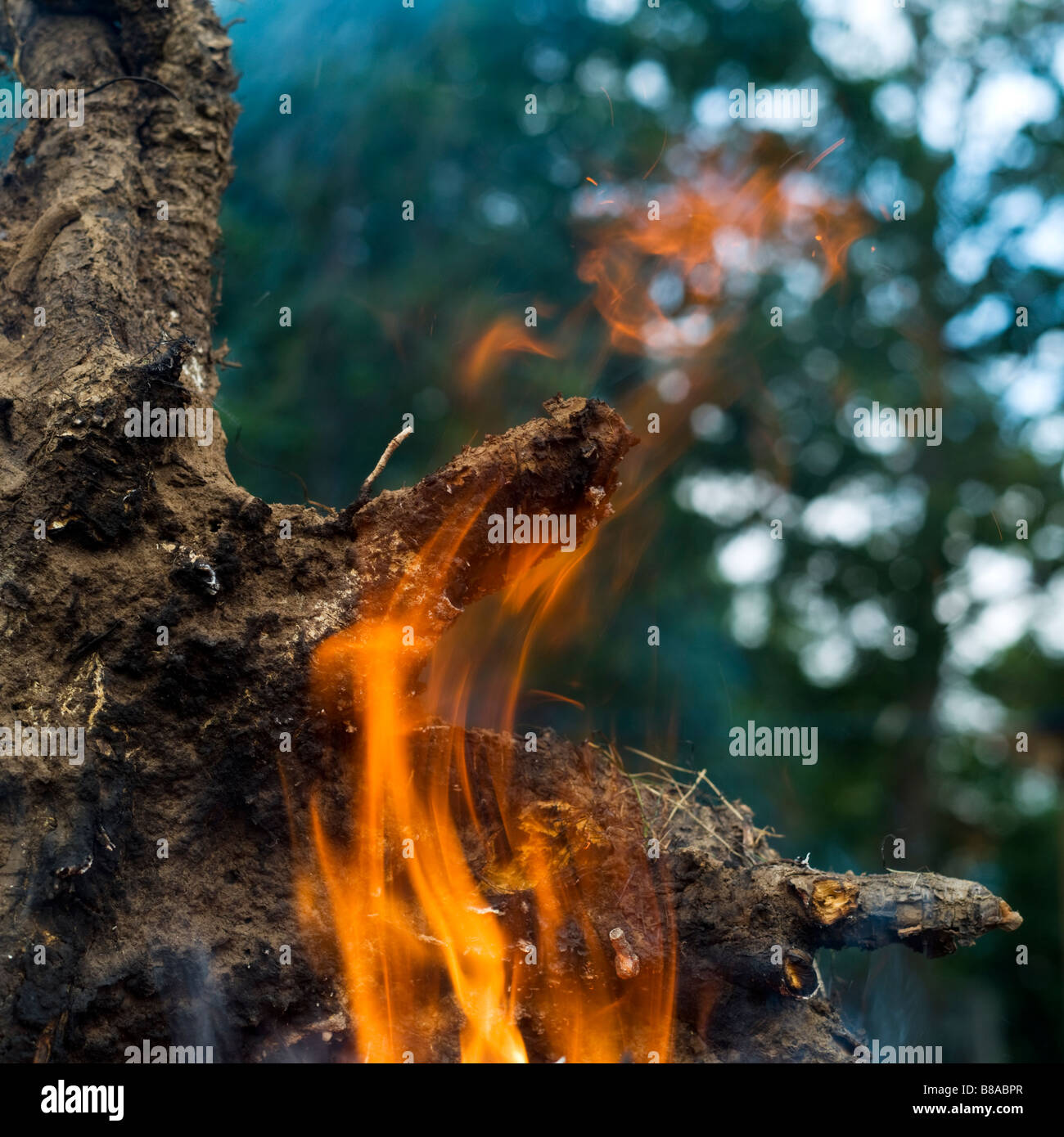 Fire stump hi-res stock photography and images - Alamy