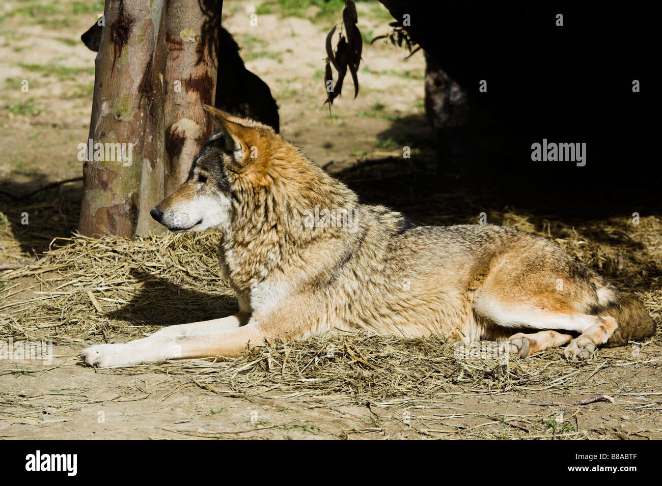 Wolf sitting hi-res stock photography and images - Alamy