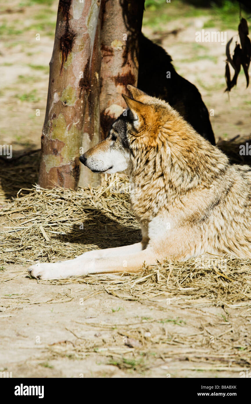 Sitting wolf hi-res stock photography and images - Alamy