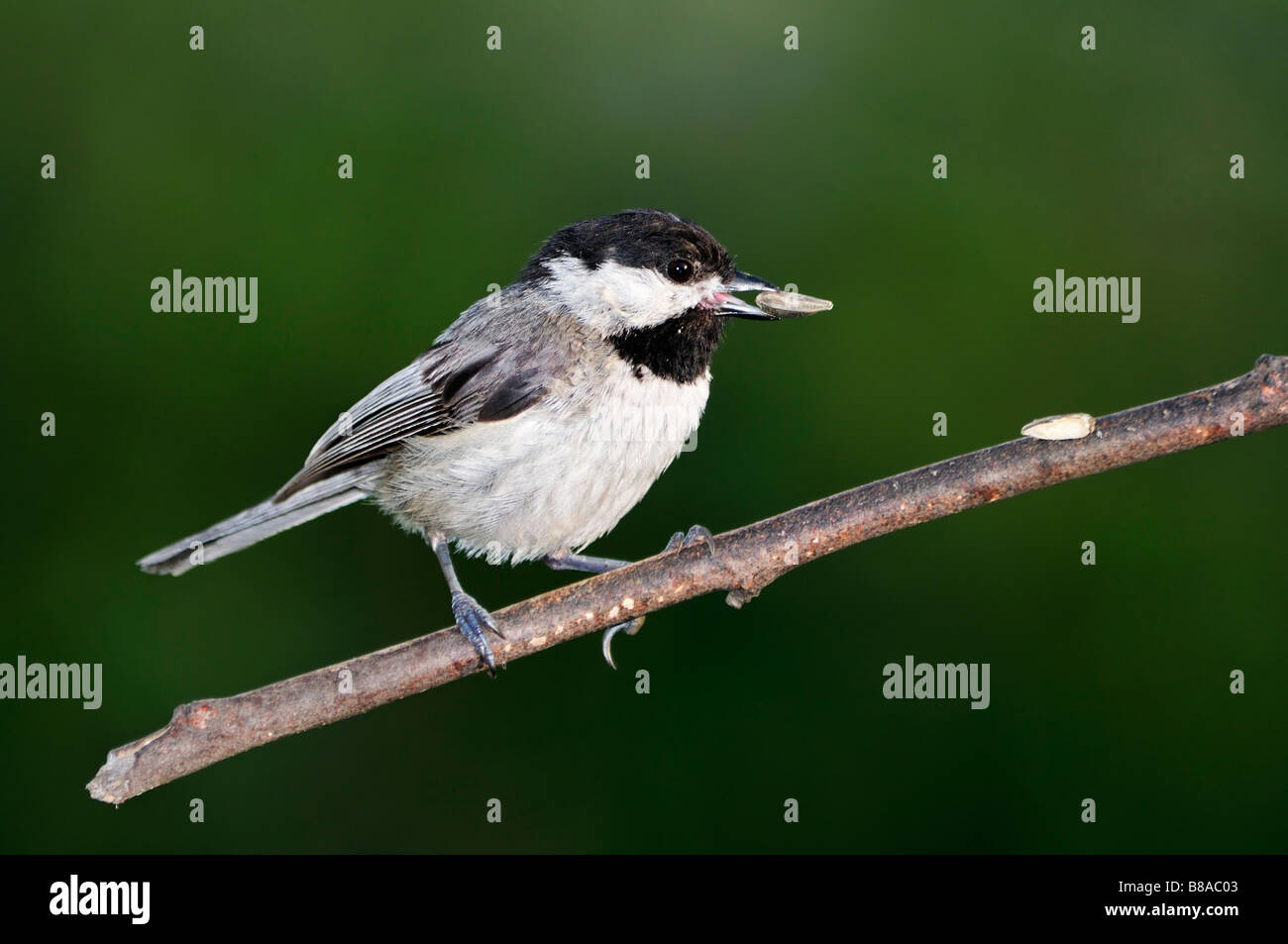 Carolina Chickadee, Poecile carolinensis, with a sunflower seed in its ...