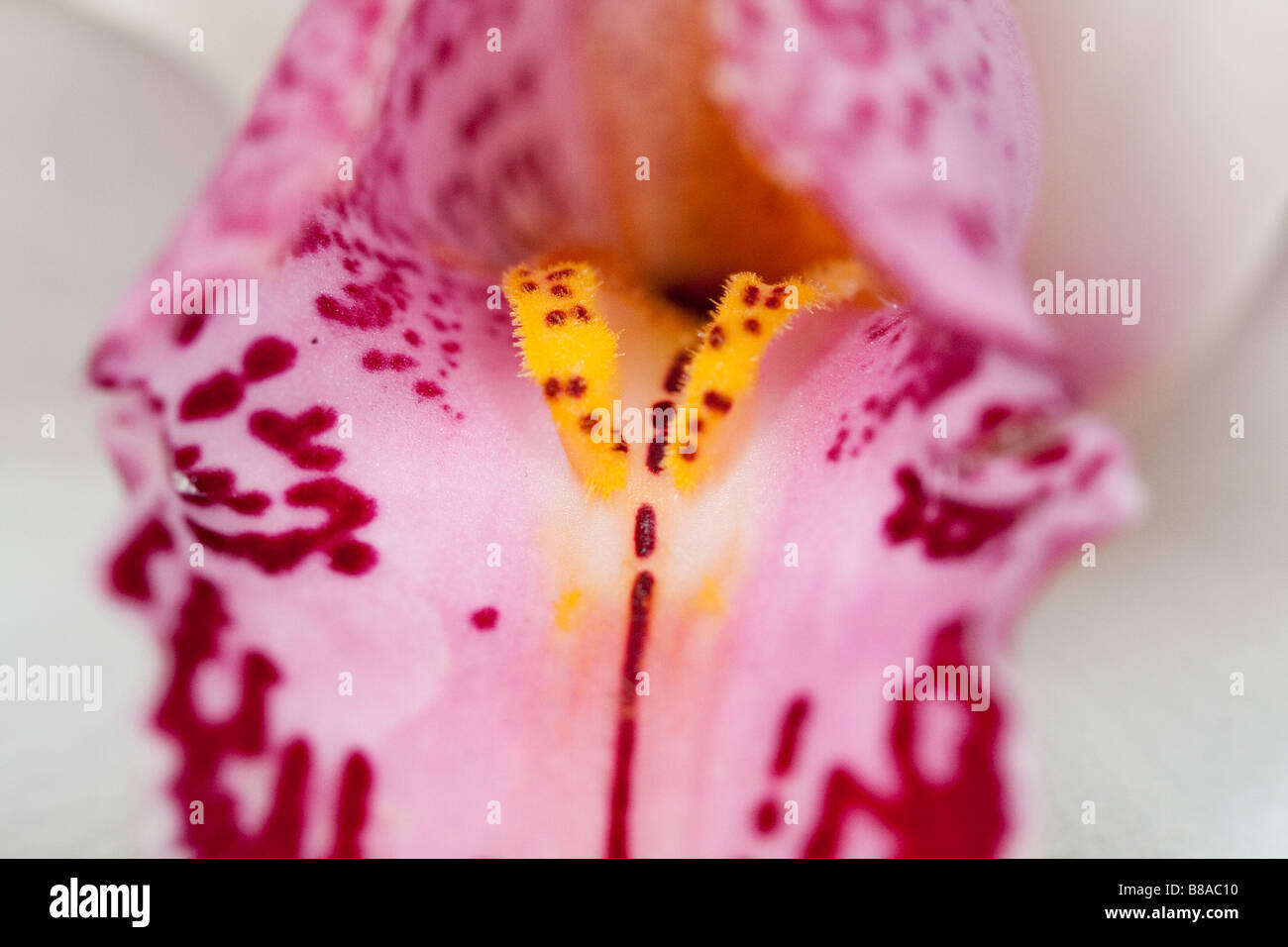 A close up of an orchid Stock Photo - Alamy