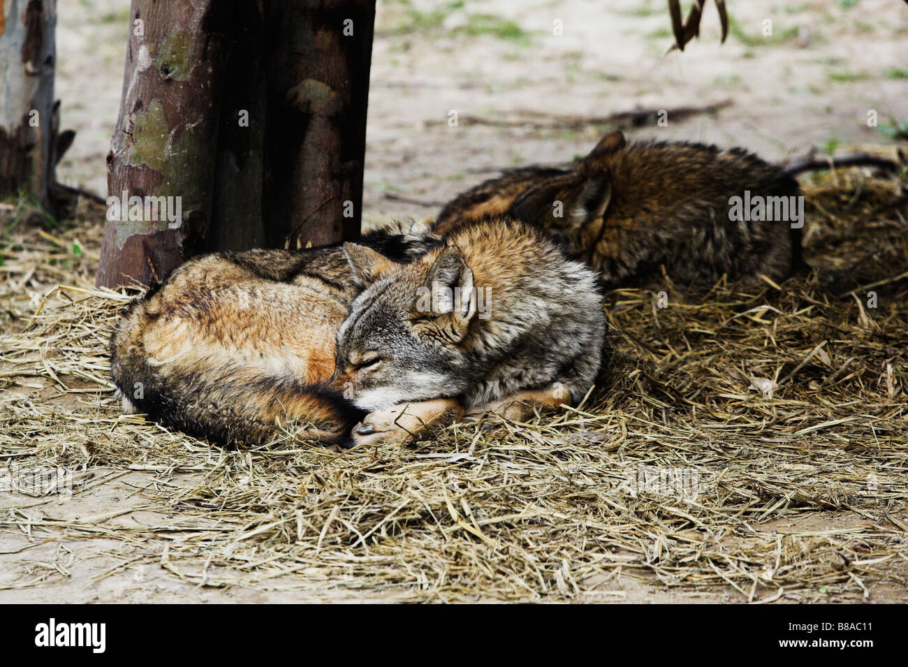 Sleeping wolf hi-res stock photography and images - Alamy