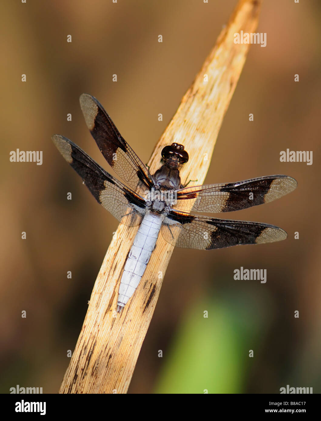 Dragonfly libellula lydia hi-res stock photography and images - Alamy
