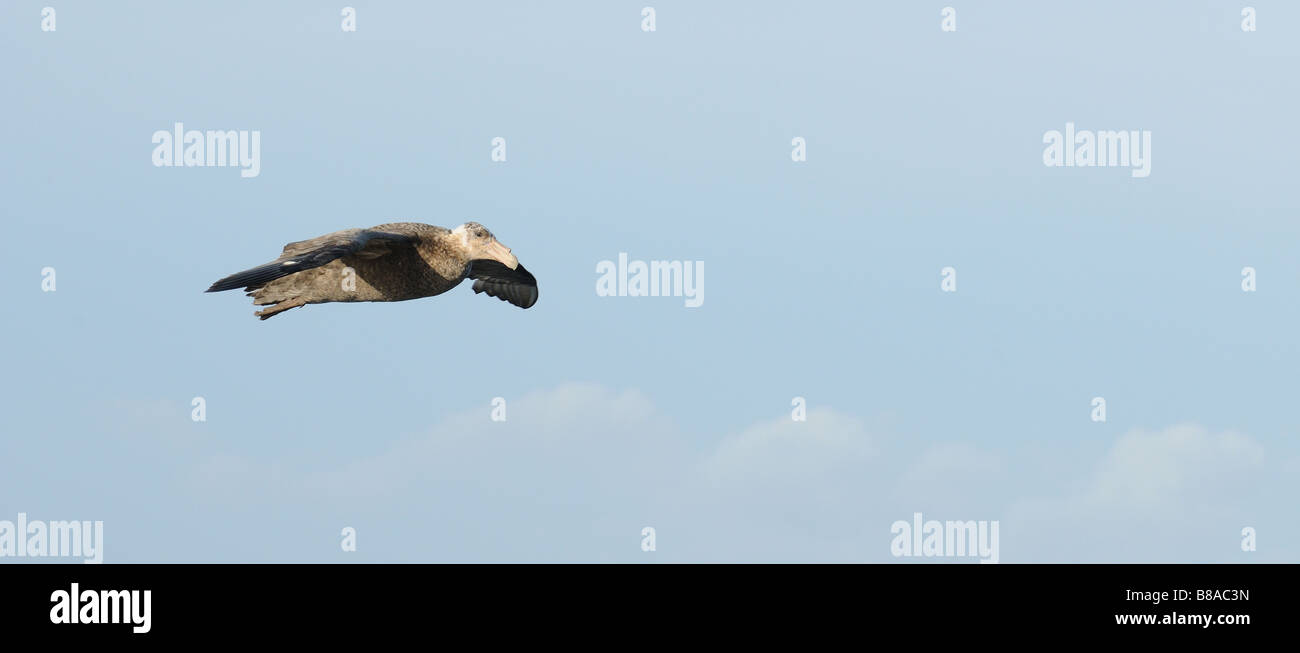 Giant Petrel flying over the Southern Ocean Stock Photo - Alamy