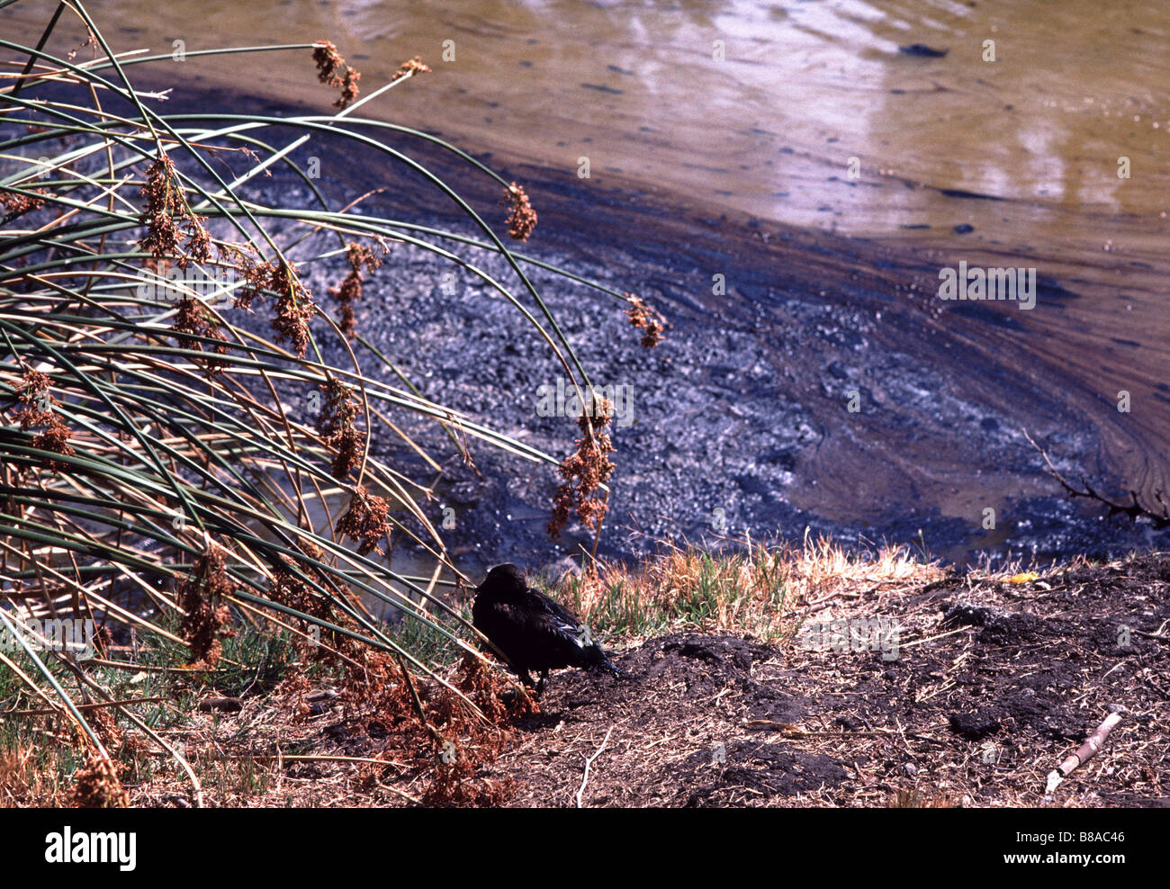 Bird Covered In Tar At The Rancho Labrea Tar Pits In Los Angeles