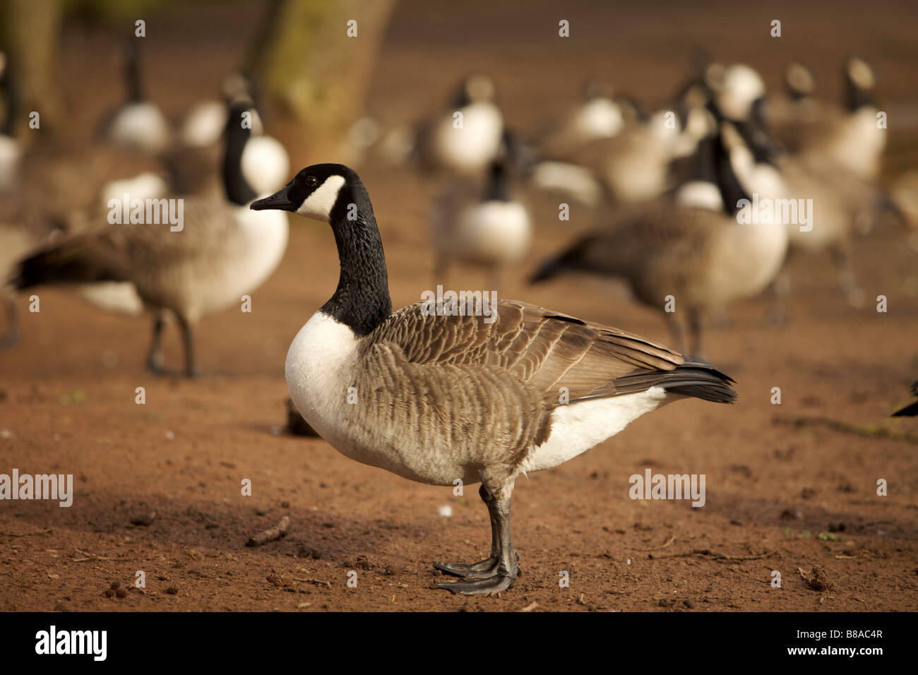 Goose profile hi-res stock photography and images - Alamy