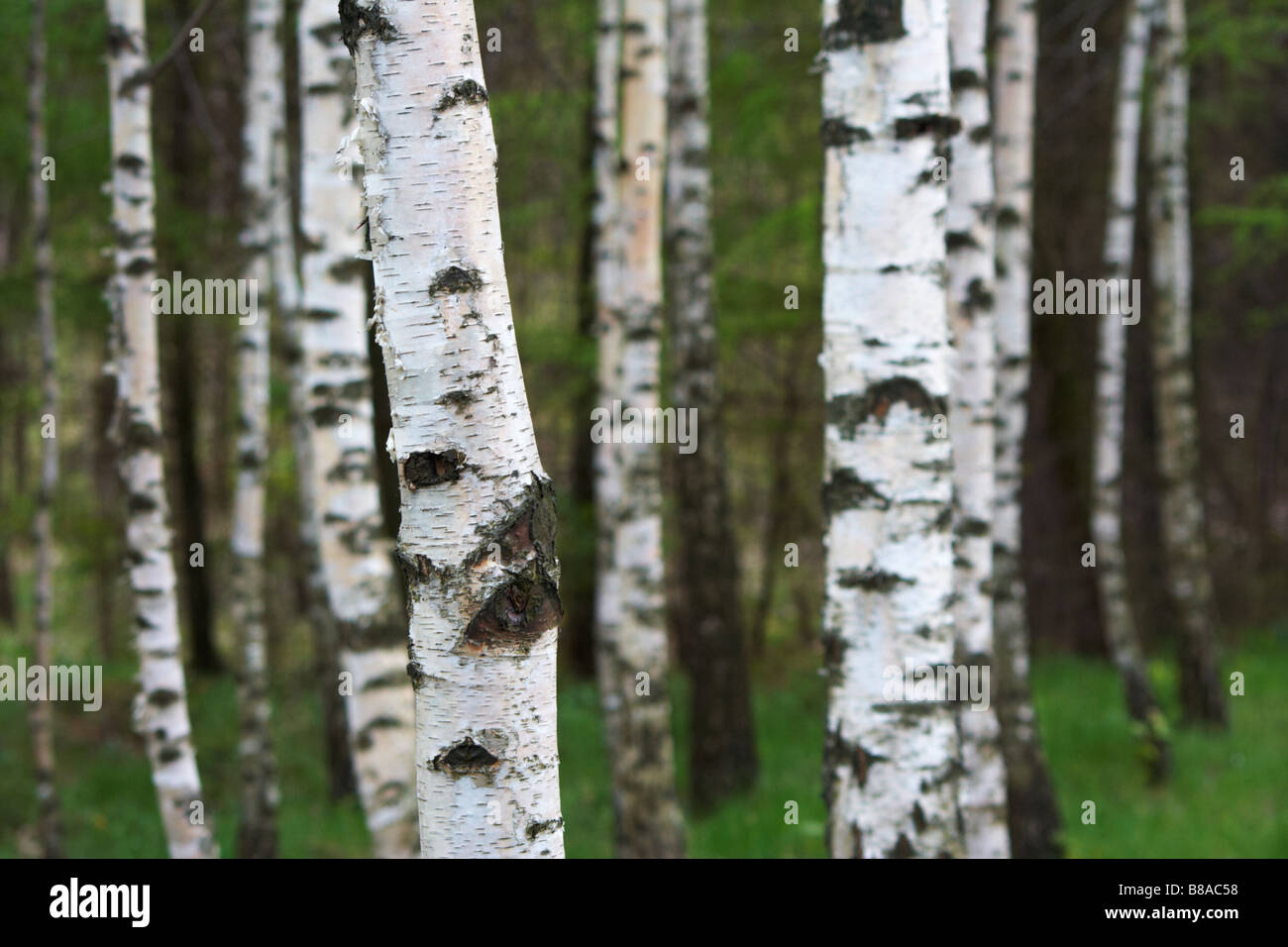 Scrub birch hi-res stock photography and images - Alamy