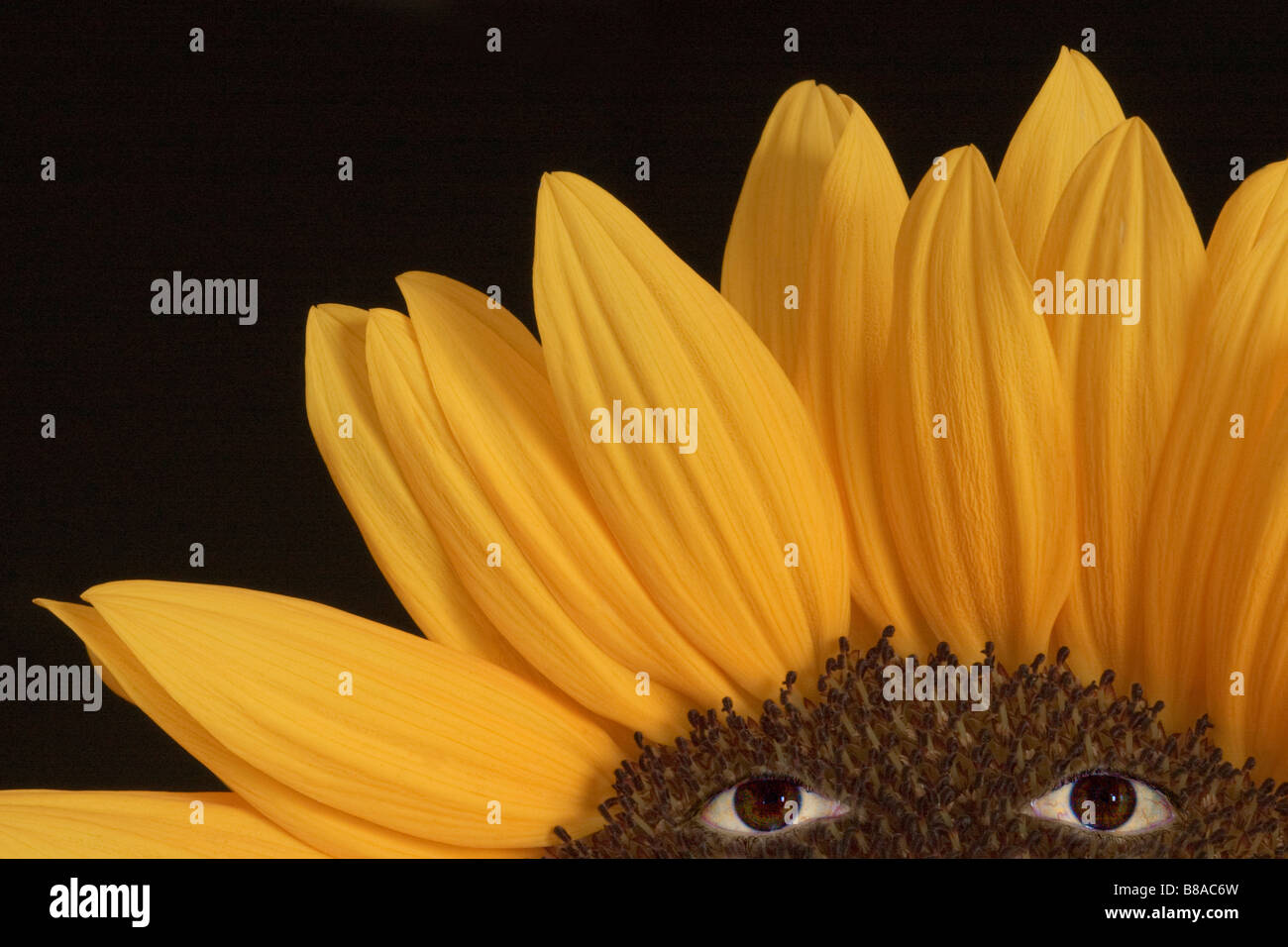 A close-up of a sunflower with human eyes staring at the viewer Stock ...