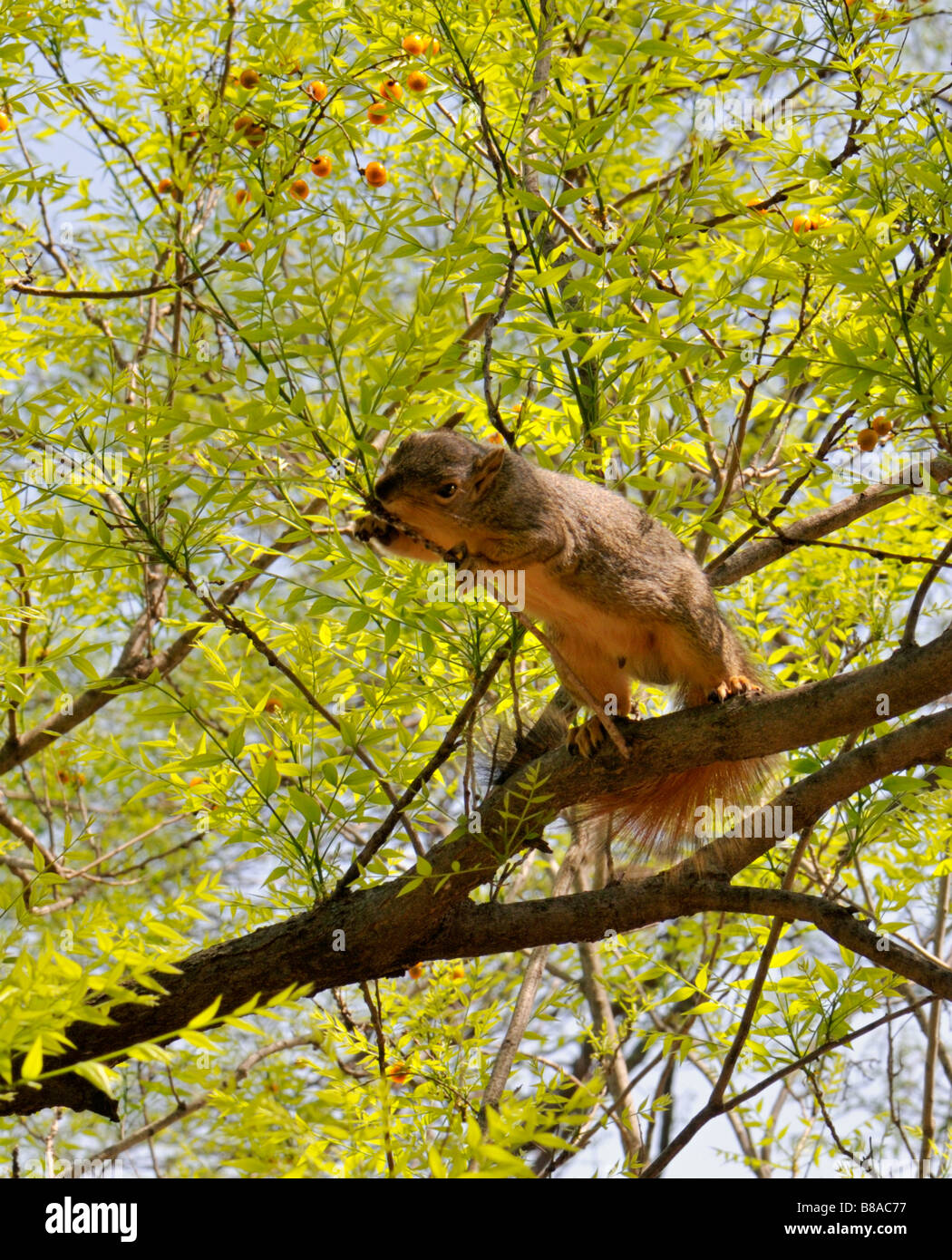 Squirrel damage tree hi-res stock photography and images - Alamy