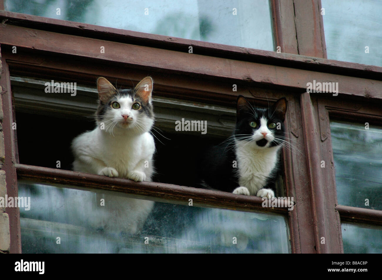 Windows cats hi-res stock photography and images - Alamy