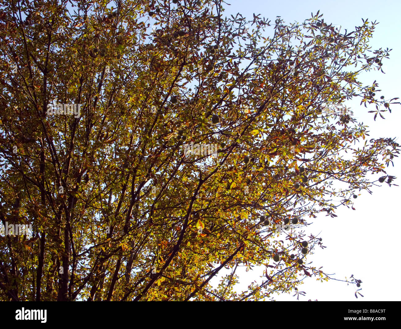 Leaves foliage early fall September October colors Stock Photo - Alamy