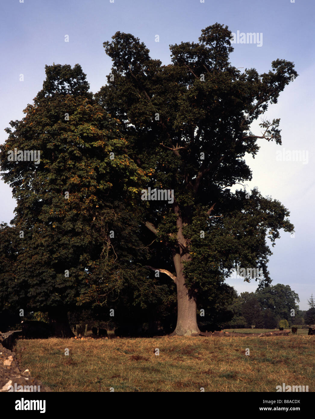 Ash Tree and Horse Chestnut Tree Lacock Abby Wiltshire England Stock ...