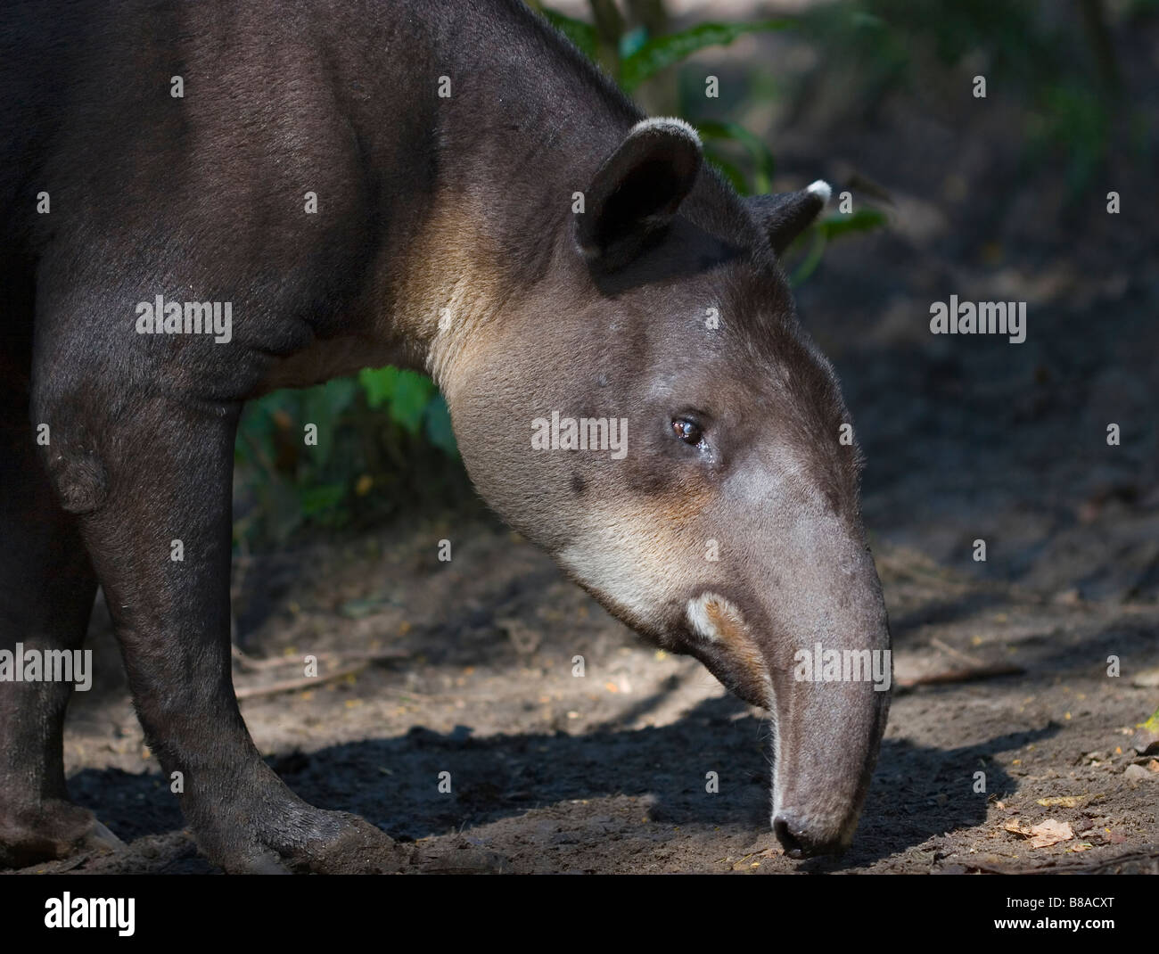 Tapir hi-res stock photography and images - Alamy