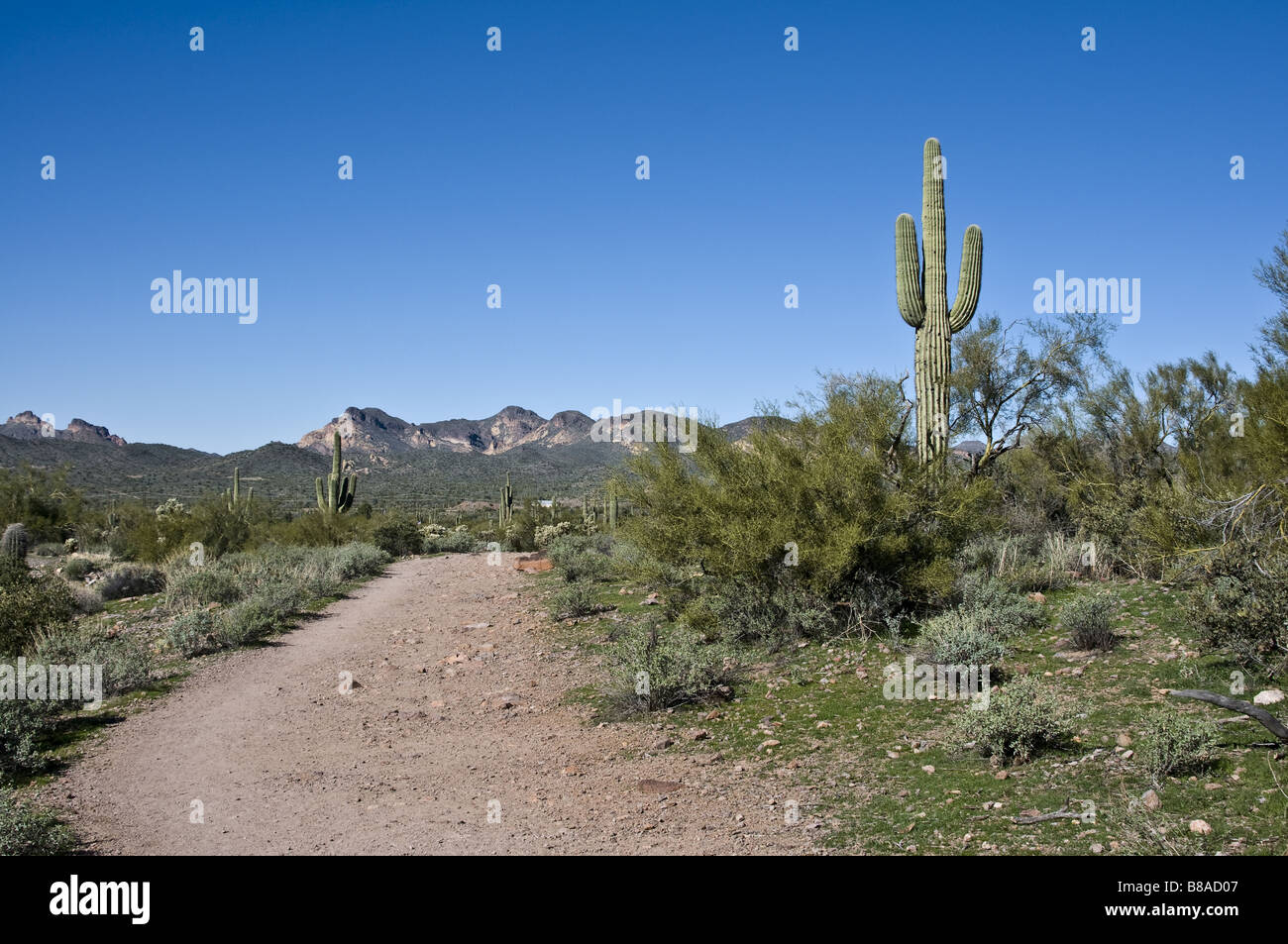 A walking trail in Superstition Wilderness, Apache Junction, Arizona ...