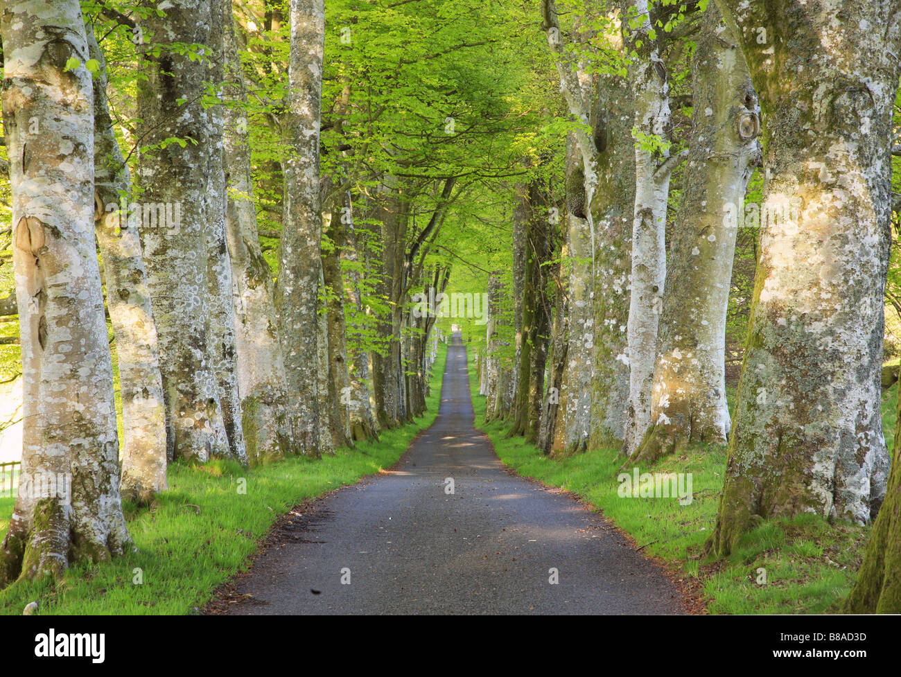 Beech tree lined road hi-res stock photography and images - Alamy