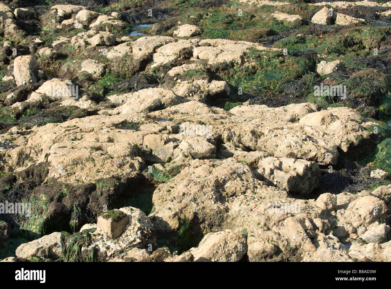 Rock pool and seaweed hi-res stock photography and images - Alamy