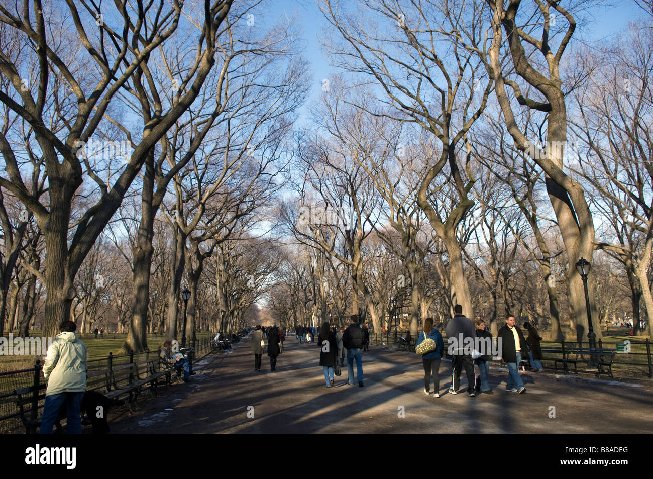 Literary Walk in Central Park in the winter flanked by American Elm ...