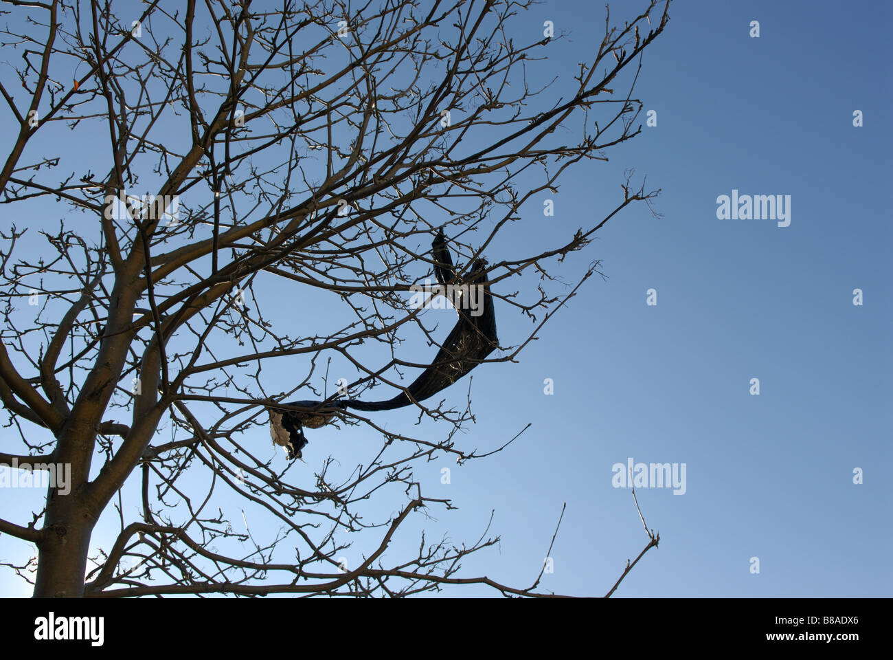 PLASTIC LITTER CAUGHT IN TREE Stock Photo - Alamy