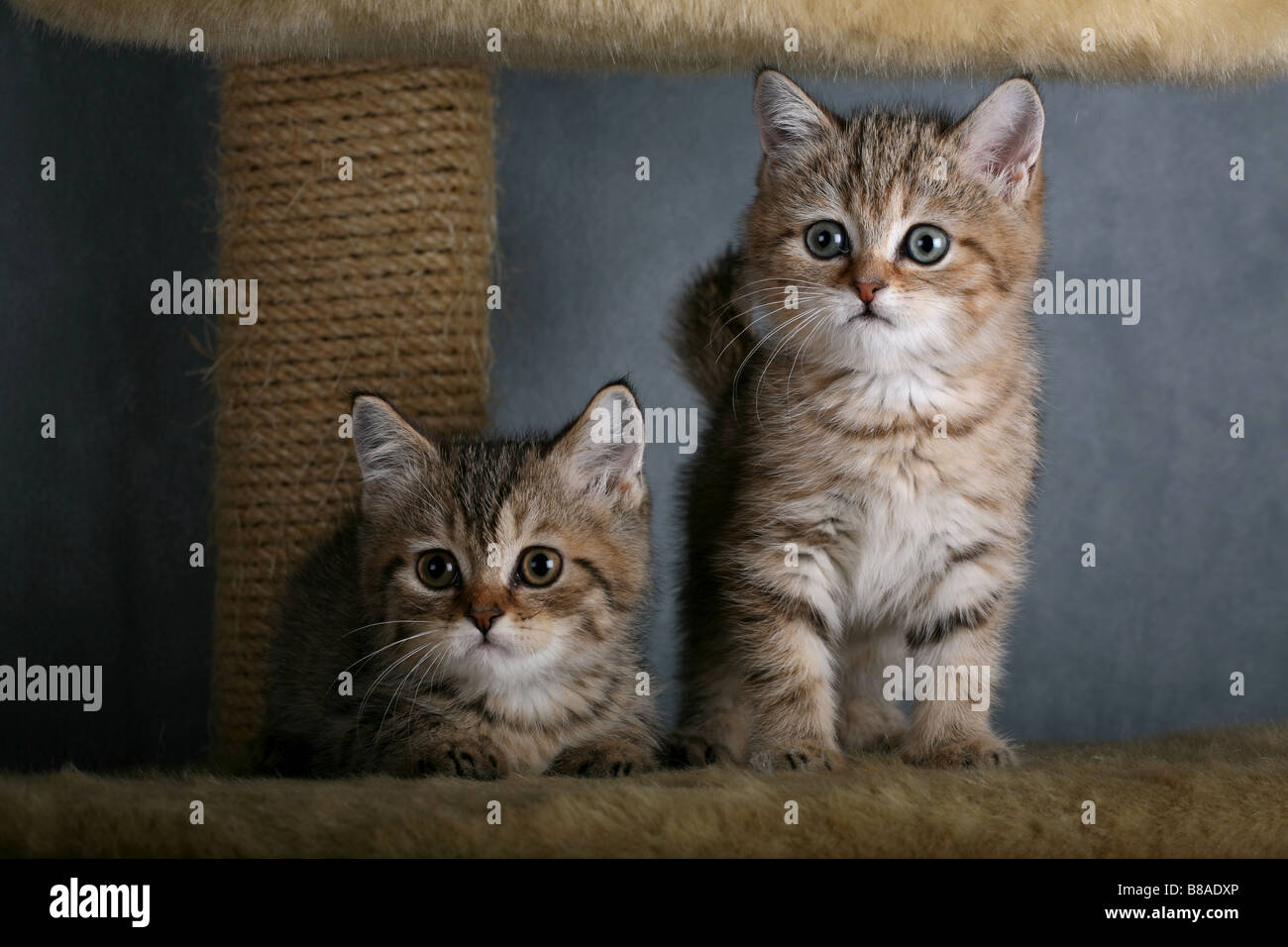 Two British Shorthair kittens Stock Photo - Alamy