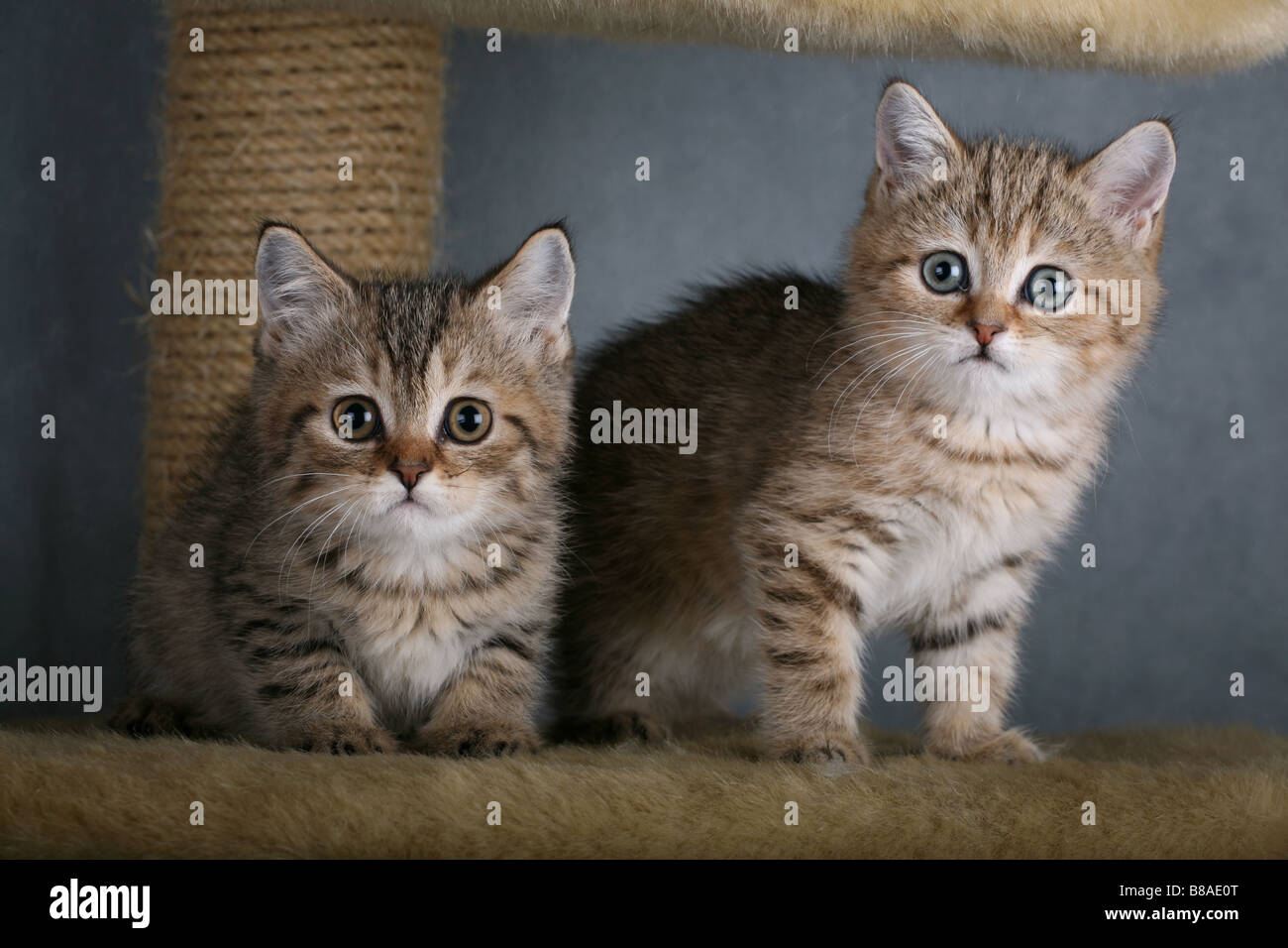 Two British Shorthair kittens Stock Photo - Alamy