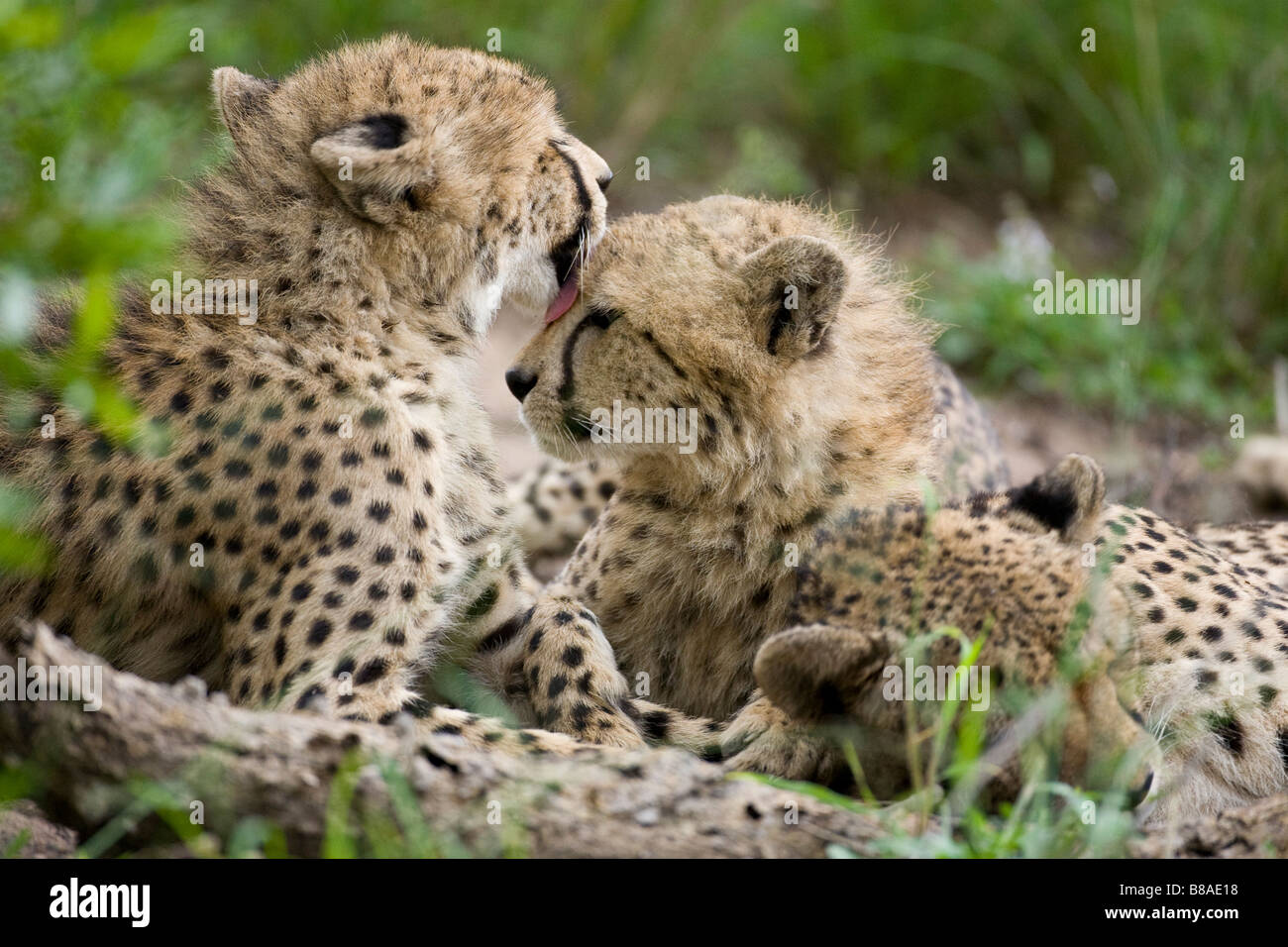 Cheetah love hi-res stock photography and images - Alamy