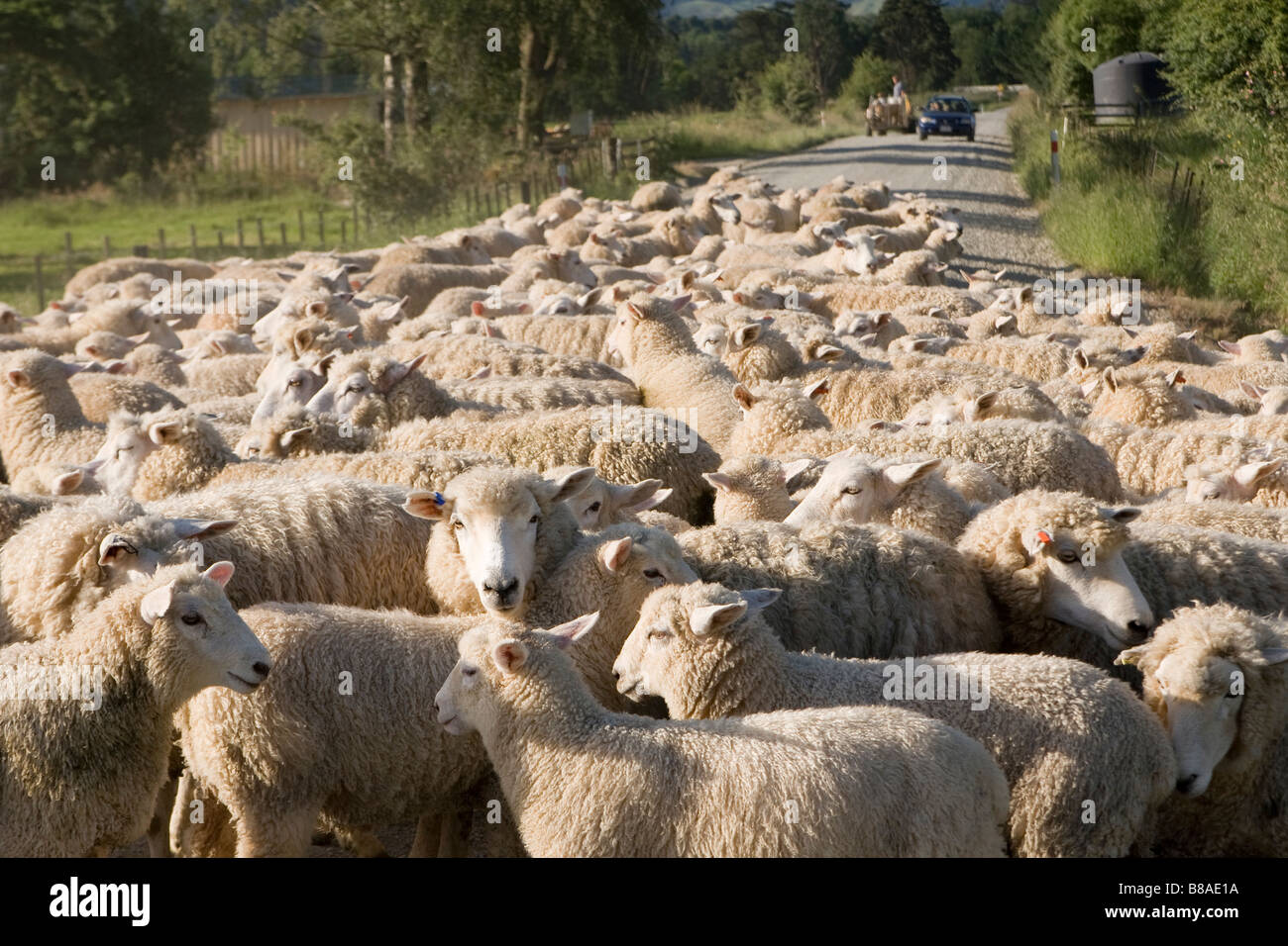 A flock of sheeps blocking a road in New Zealand Stock Photo - Alamy