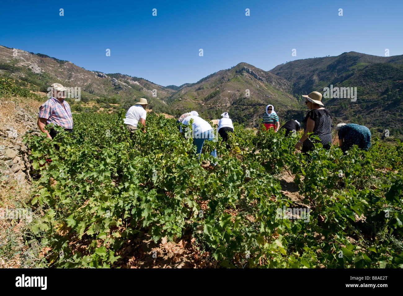 Samos greece vineyards hi-res stock photography and images - Alamy