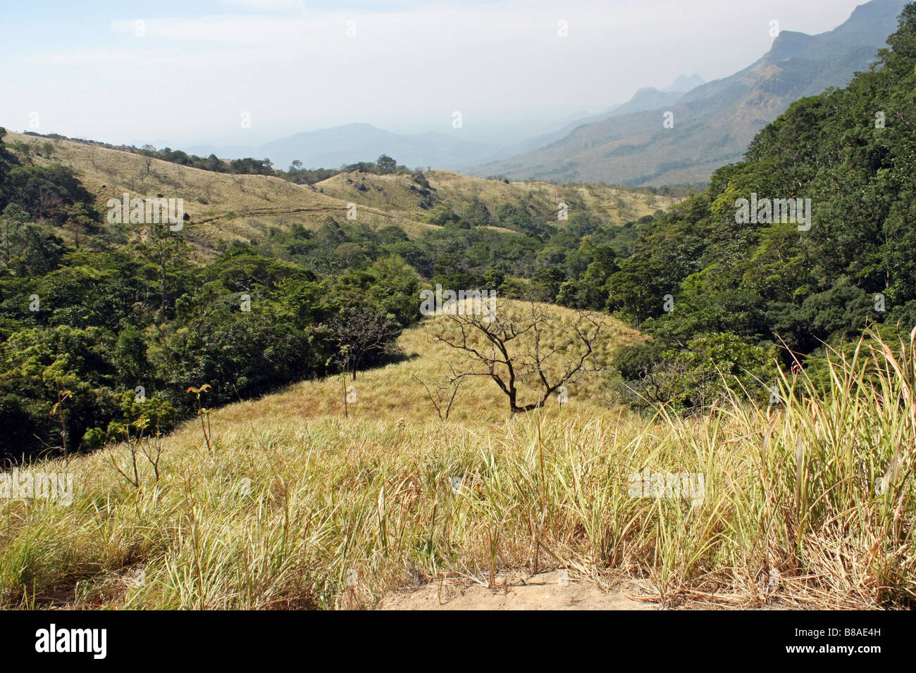 landscape scenery of a forest Stock Photo - Alamy