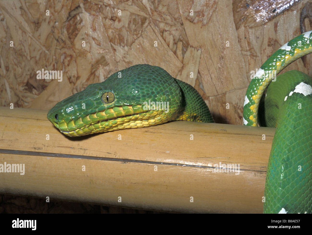 Emerald Tree Boa Corallus Caninus High Resolution Stock Photography and ...