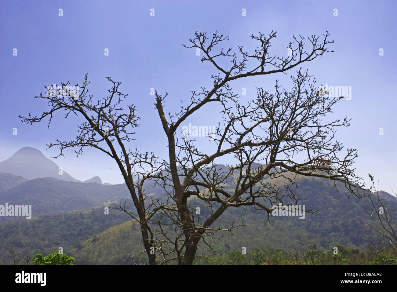 Withered landscape hi-res stock photography and images - Alamy