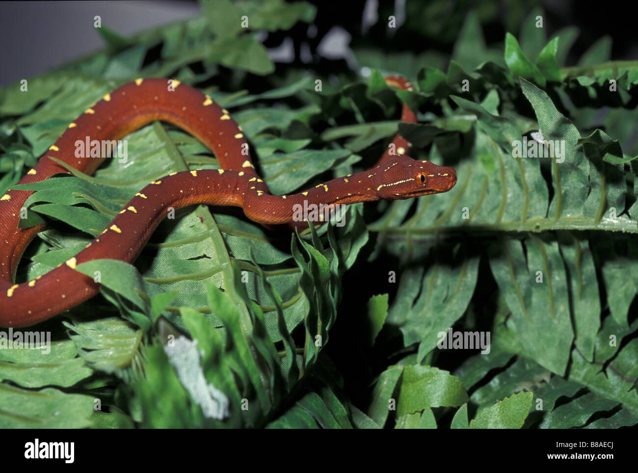 Young Green Tree Python Morelia viridis, Australia Stock Photo - Alamy