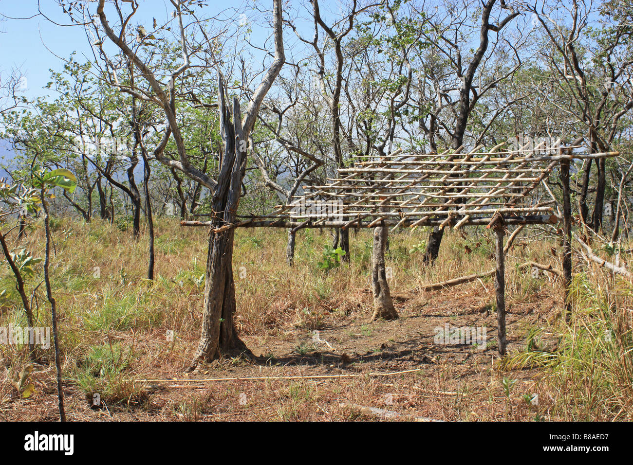 A hut made of twigs and sticks among trees Stock Photo - Alamy