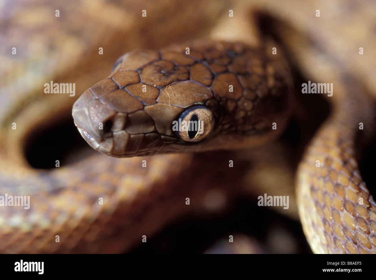 Young Jamaican Boa Epicrates subflavus, Boidae, Jamaica Stock Photo - Alamy