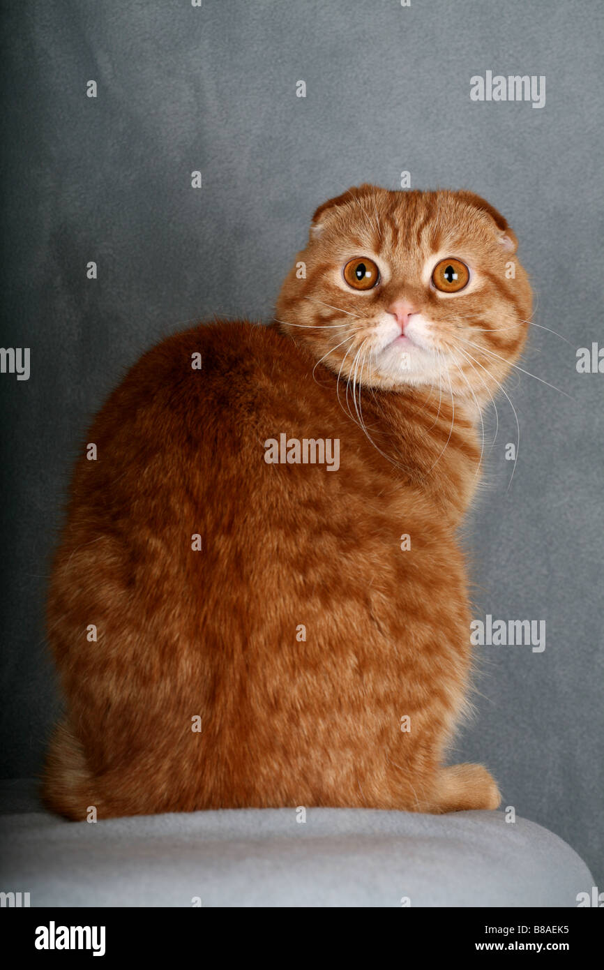 Scottish Fold cat Stock Photo - Alamy
