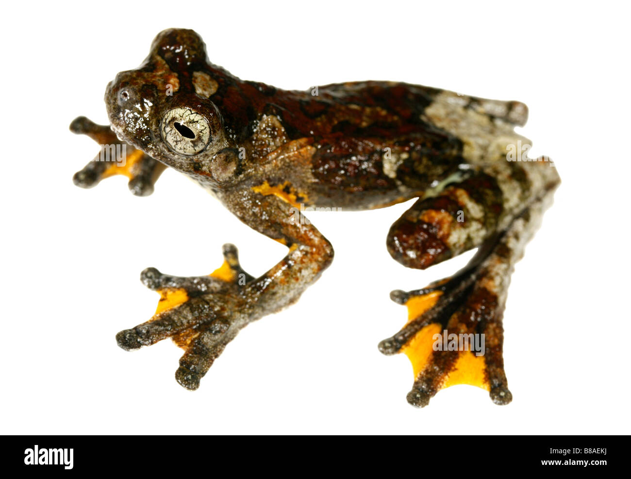 Neotropical marbled treefrog (Dendropsophus marmoratus Stock Photo - Alamy