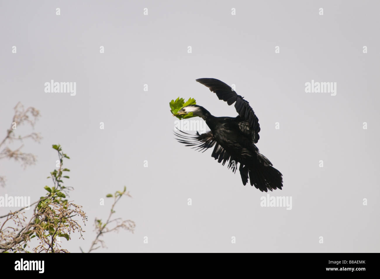 Black shag in flight - returning with nesting materials Stock Photo - Alamy