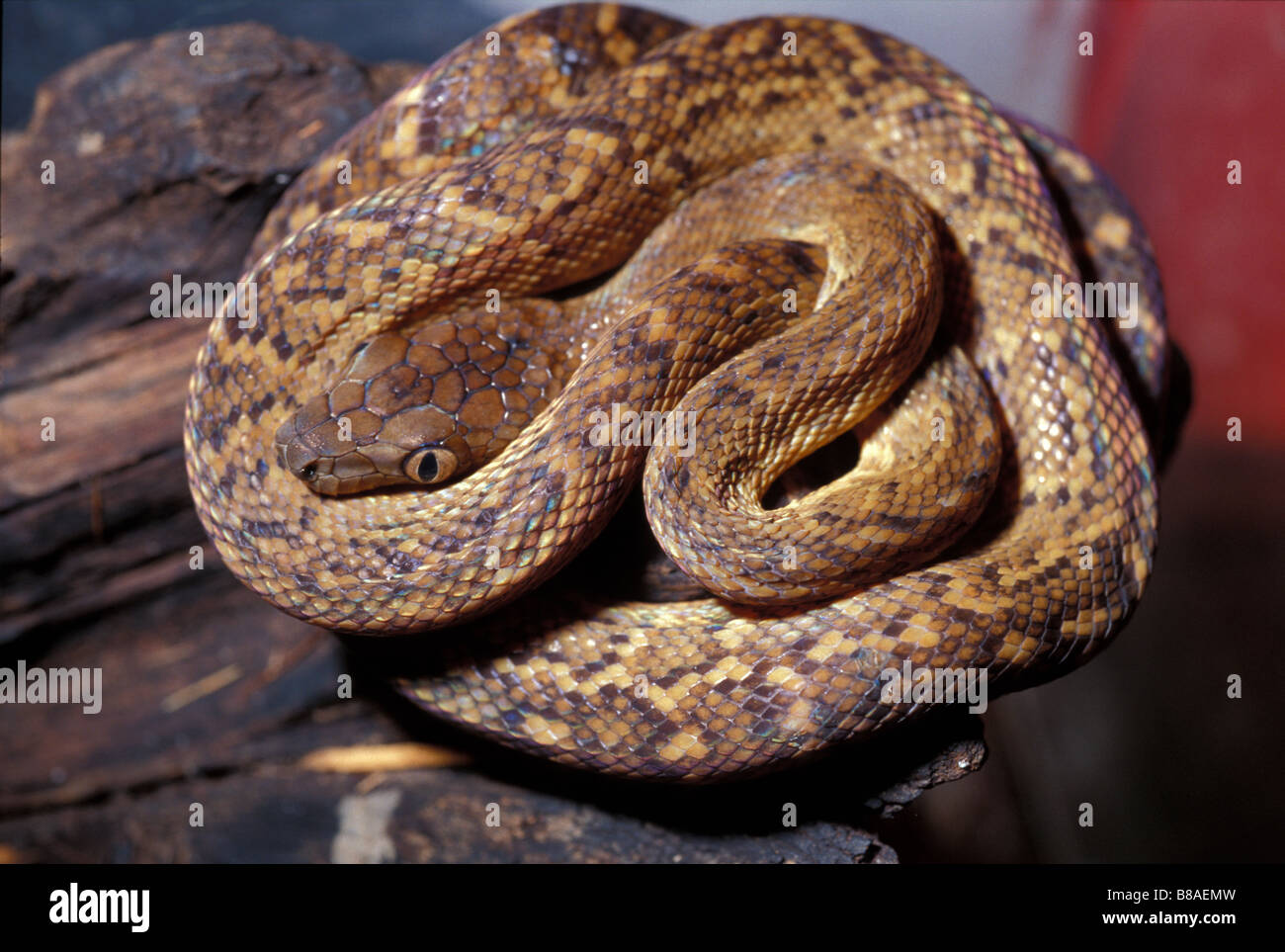 Jamaican Boa Epicrates subflavus, Boidae, Jamaica Stock Photo - Alamy
