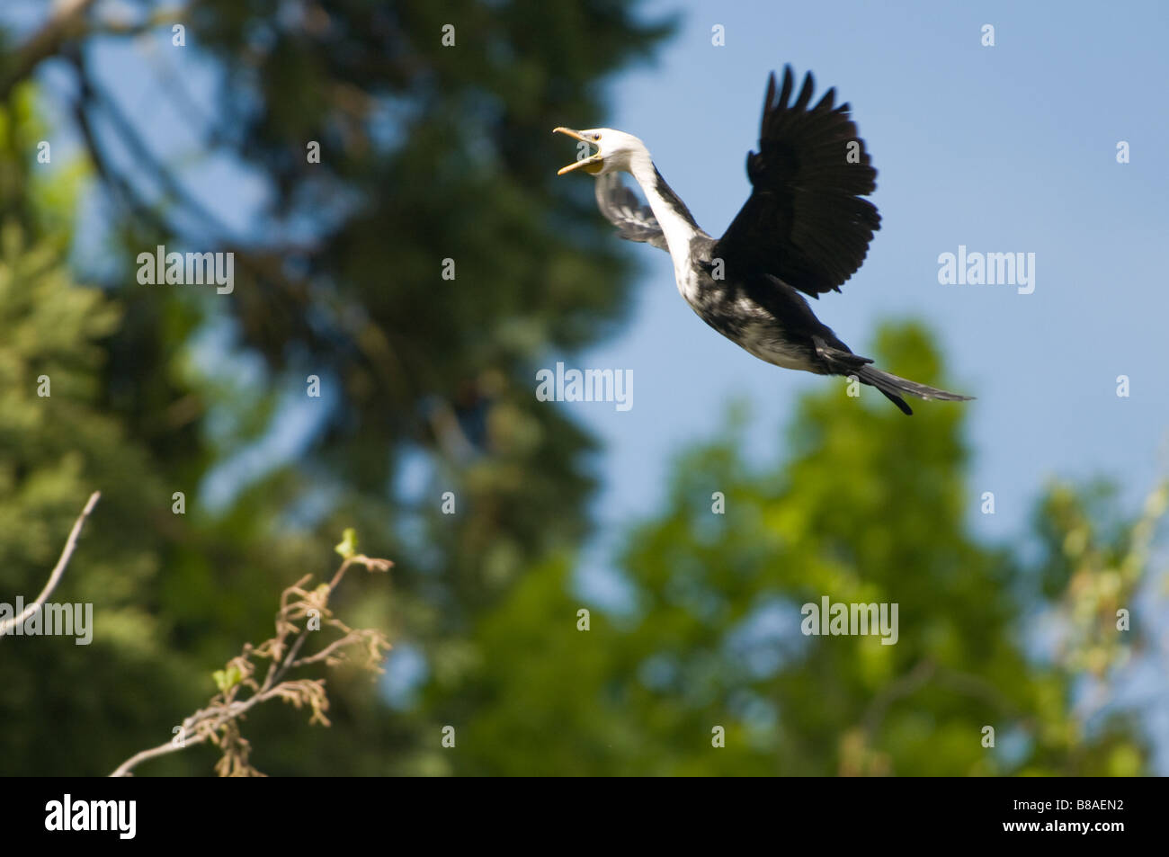 Black shag in flight Stock Photo - Alamy