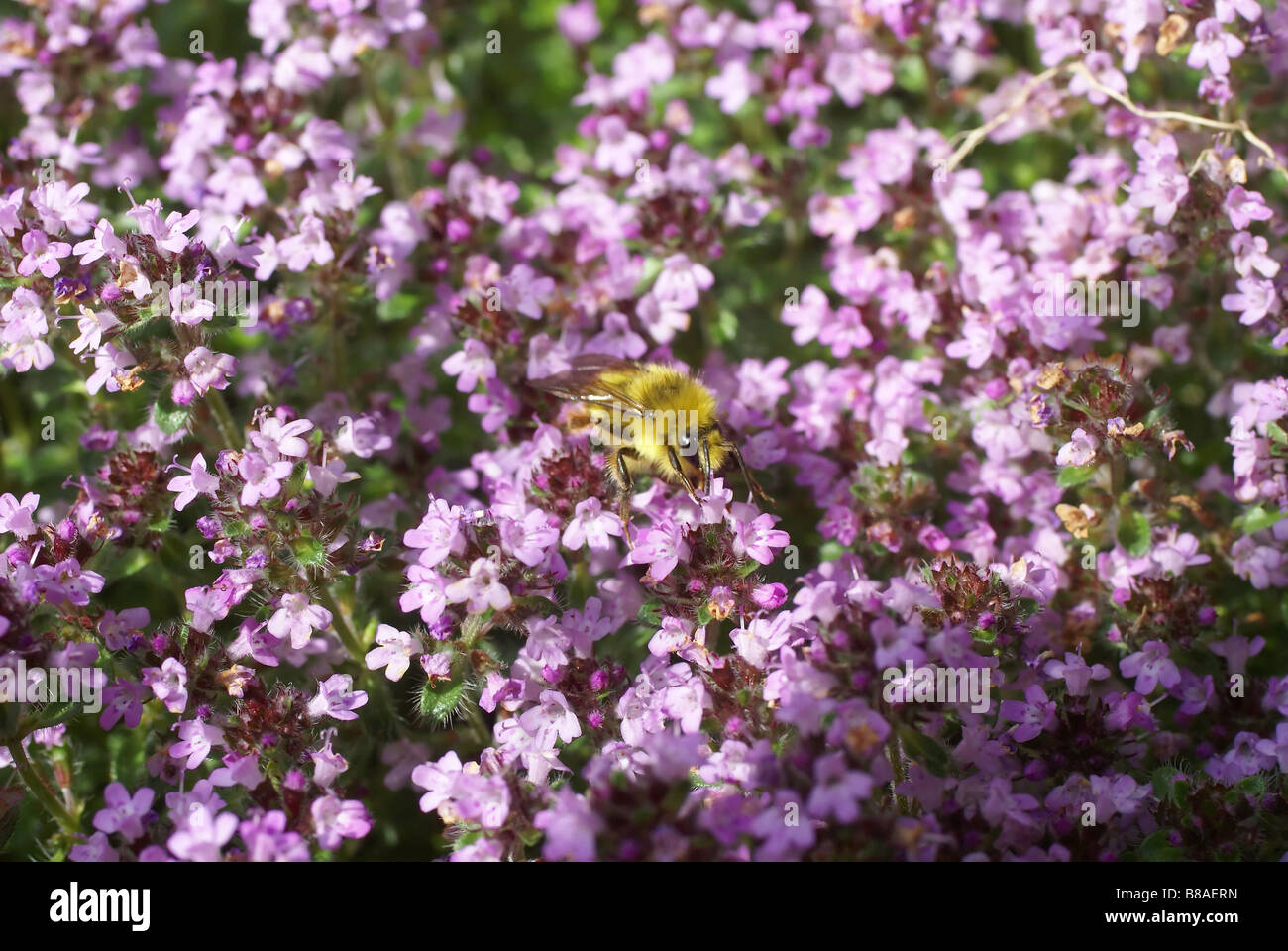 Honeybee gathering pollen from spring thyme flowers Seattle Pacific ...