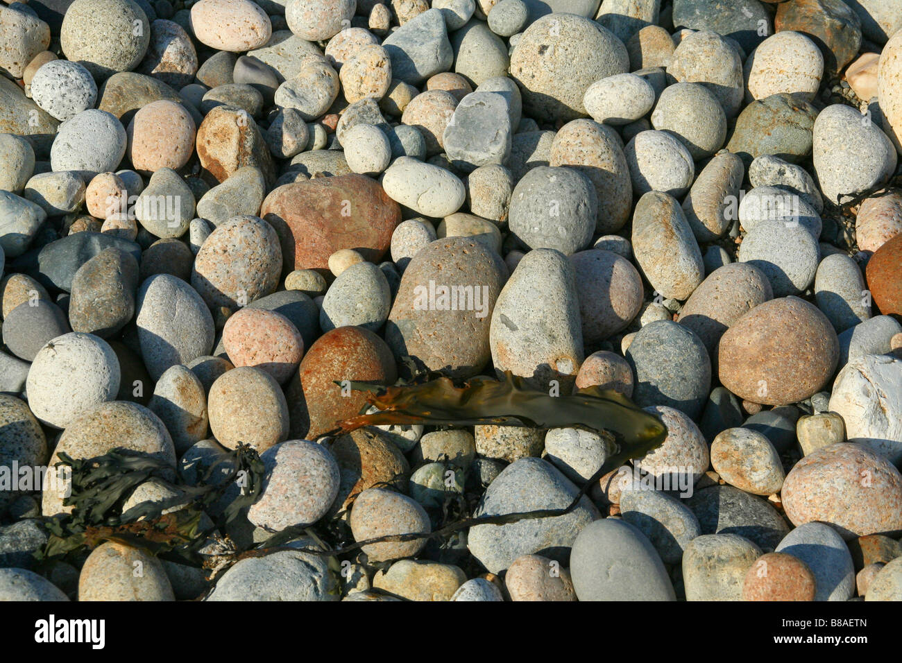 Granite pebbles rounded by the ocean Acadia Park Mount Desert Island ...