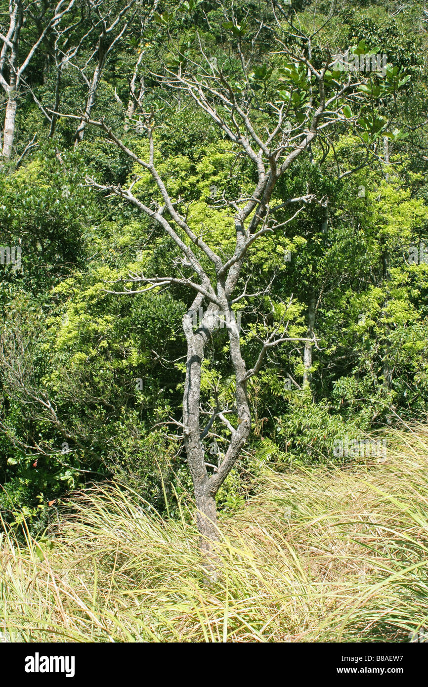 A dry weathered tree in tropical forest in agasthyarkoodam Stock Photo ...
