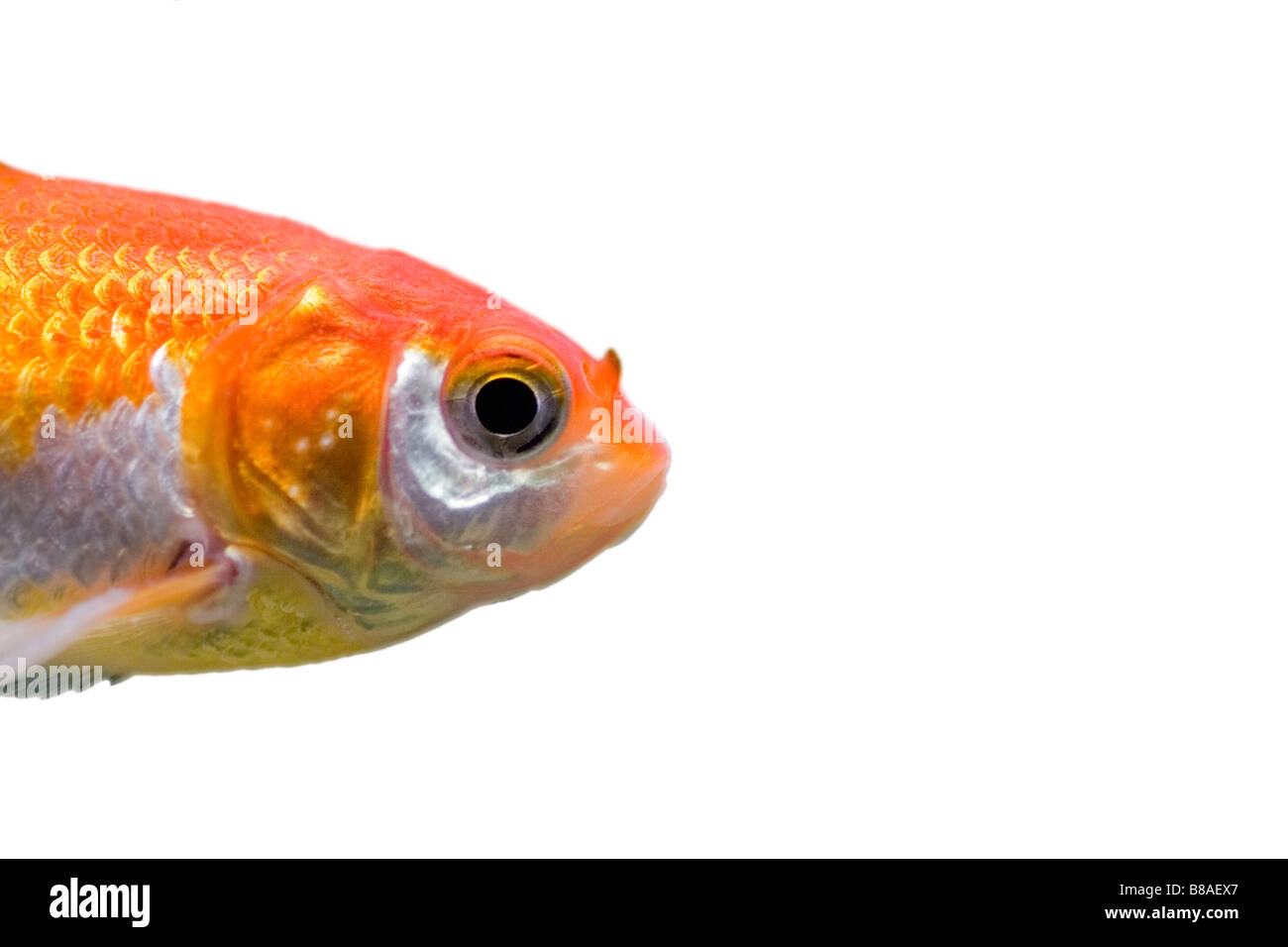 Orange goldfish hi-res stock photography and images - Alamy