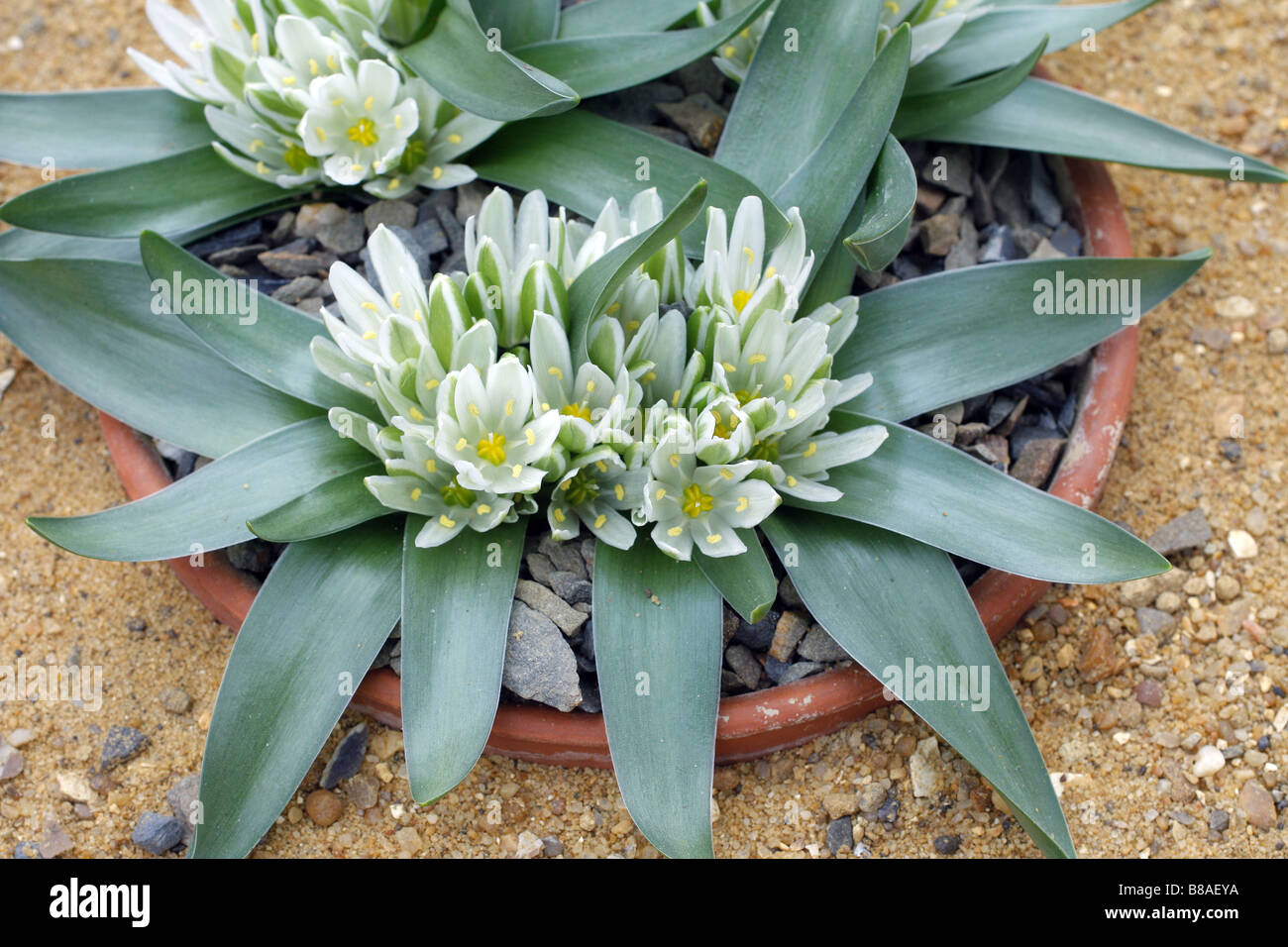 Pot grown ornithogalum lanceolatum white cream hi-res stock photography ...