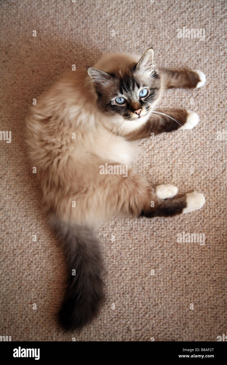 Birman cat tail hi-res stock photography and images - Alamy