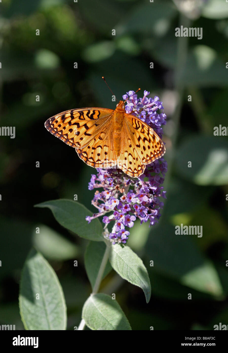 Callippe Fritillary (Speyeria callippe Stock Photo - Alamy