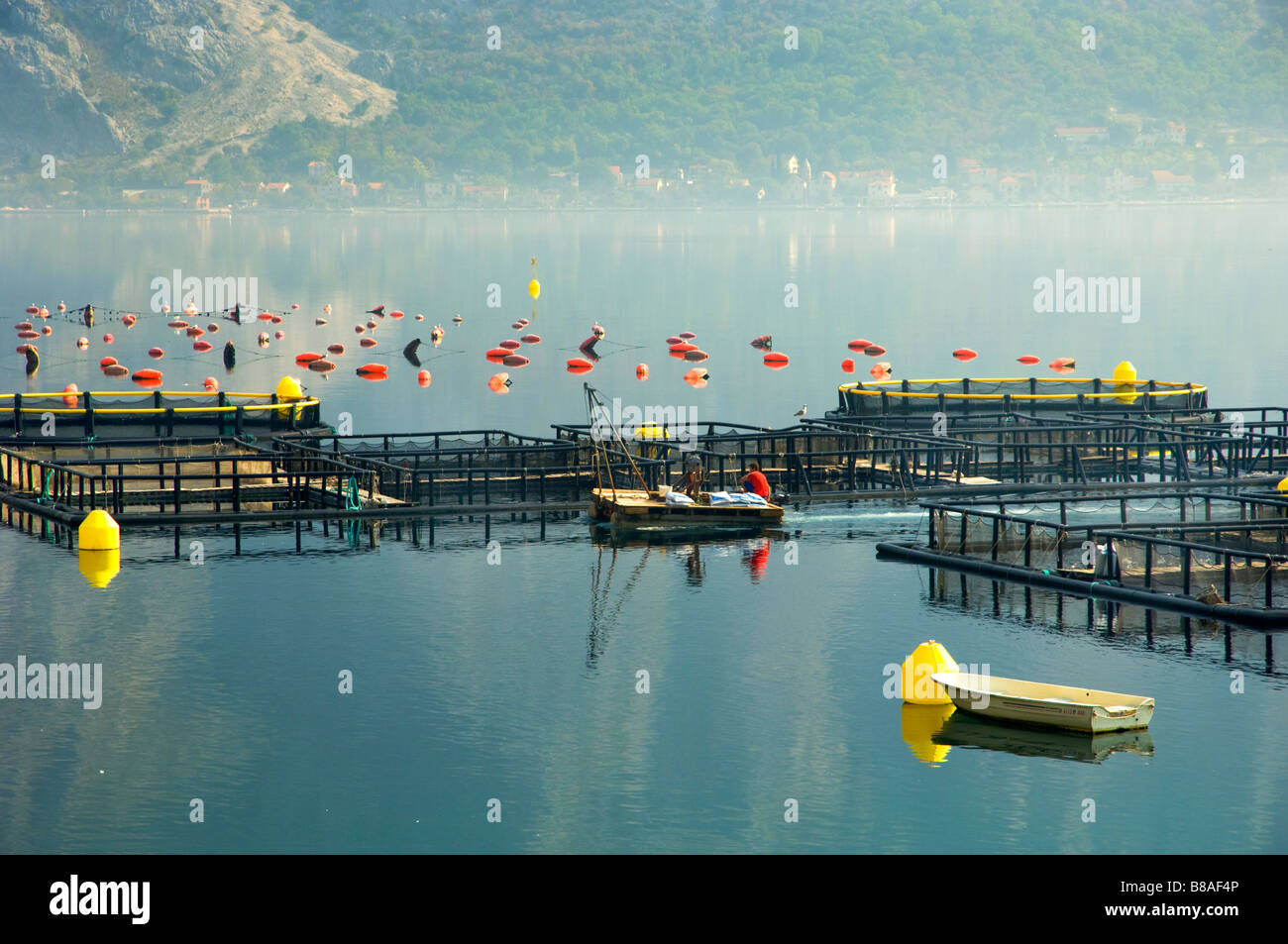 Fish farming in the calm waters of Kotor Lake in rural Montenegro Stock ...