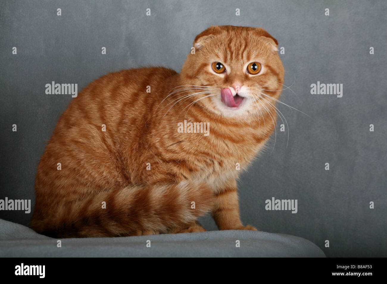Scottish fold cat hi-res stock photography and images - Alamy