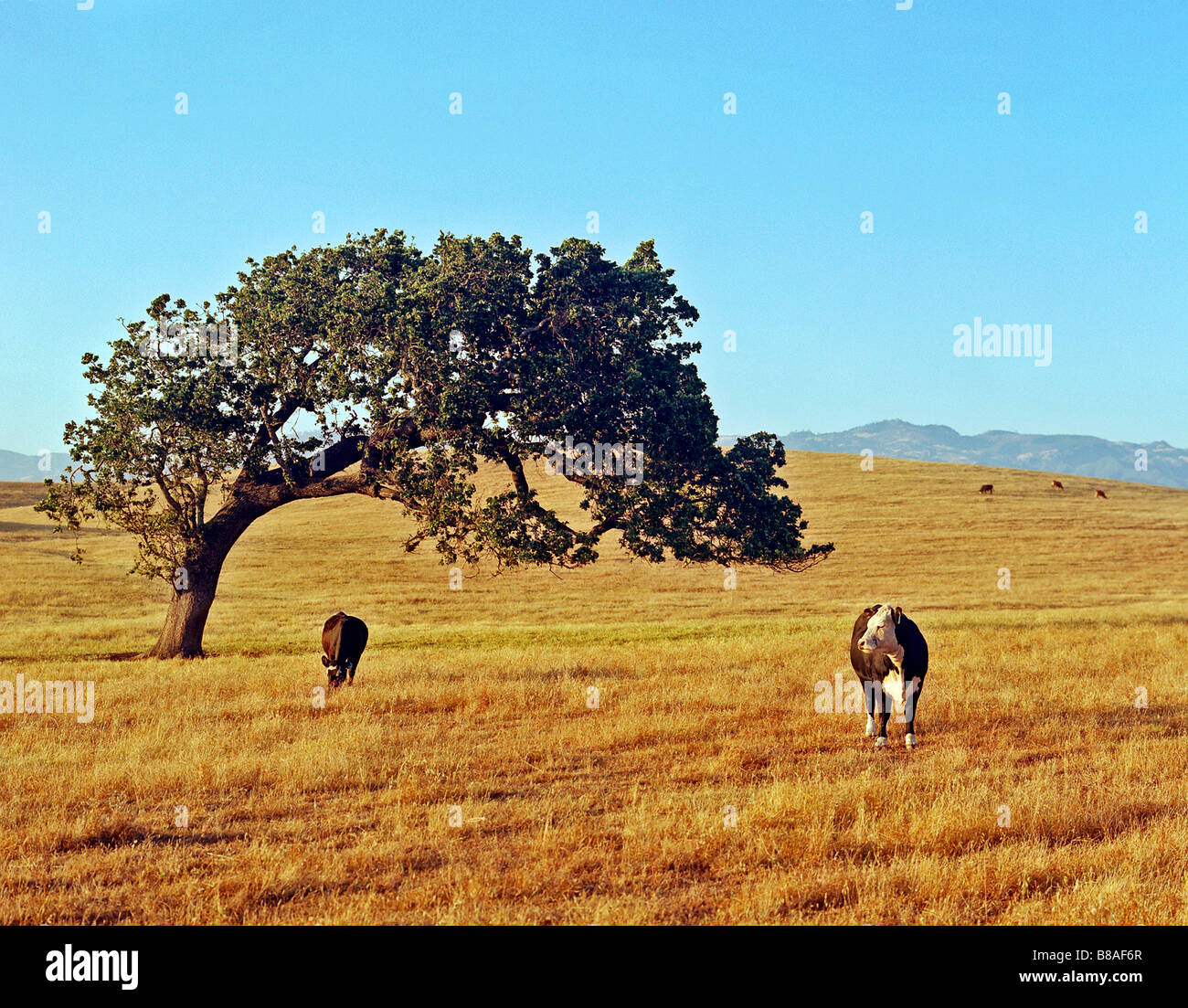 Landscape with tree and cows Stock Photo - Alamy
